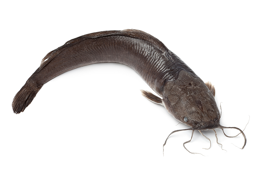 Satilla River Fishing Guide - GA Coastal RV Park