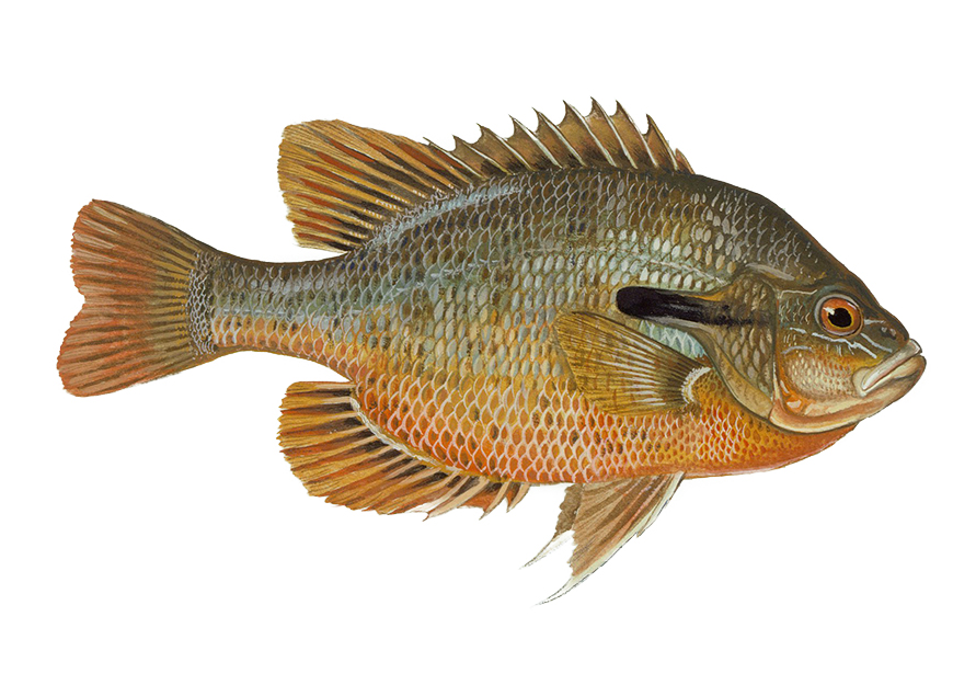 Satilla River Fishing Guide - GA Coastal RV Park